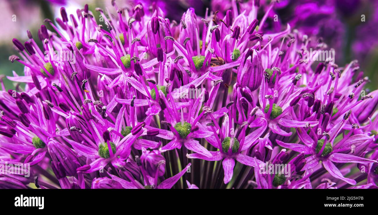 Giant Allium up-close during blooming season Stock Photo - Alamy
