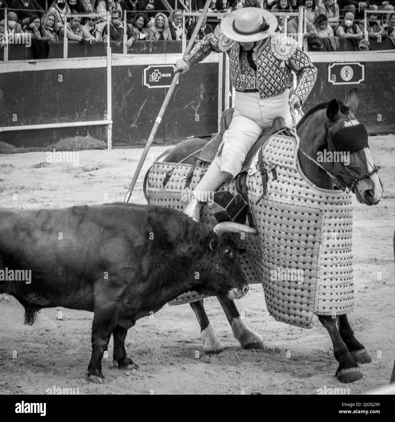 Bull armor hi-res stock photography and images - Alamy