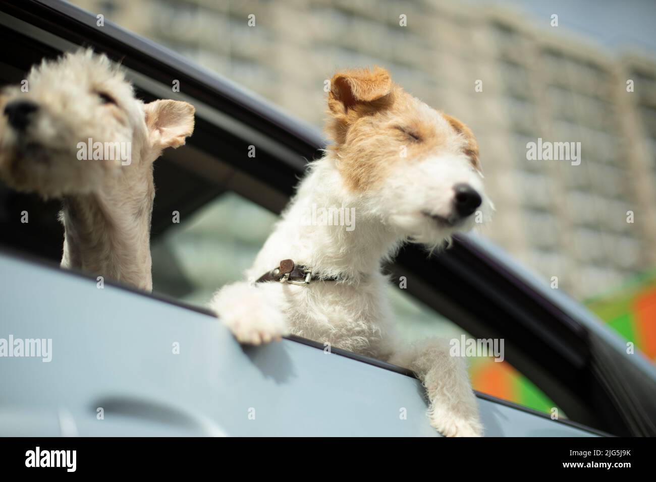 Dog looks out of car. Animal in transport. Small breed of dog Stock ...