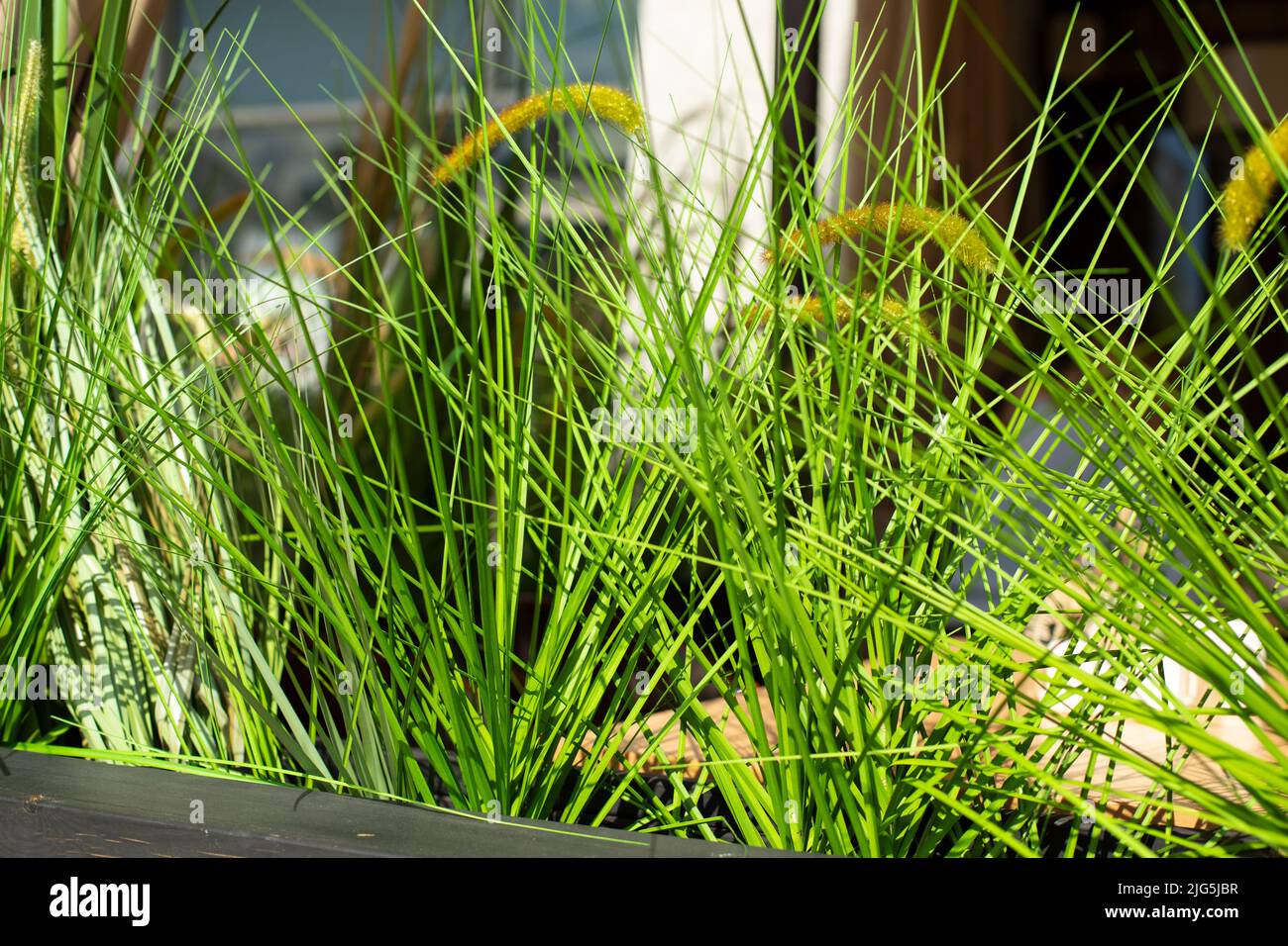 Green plants on outdoor veranda. Green grass in flower bed Stock Photo ...