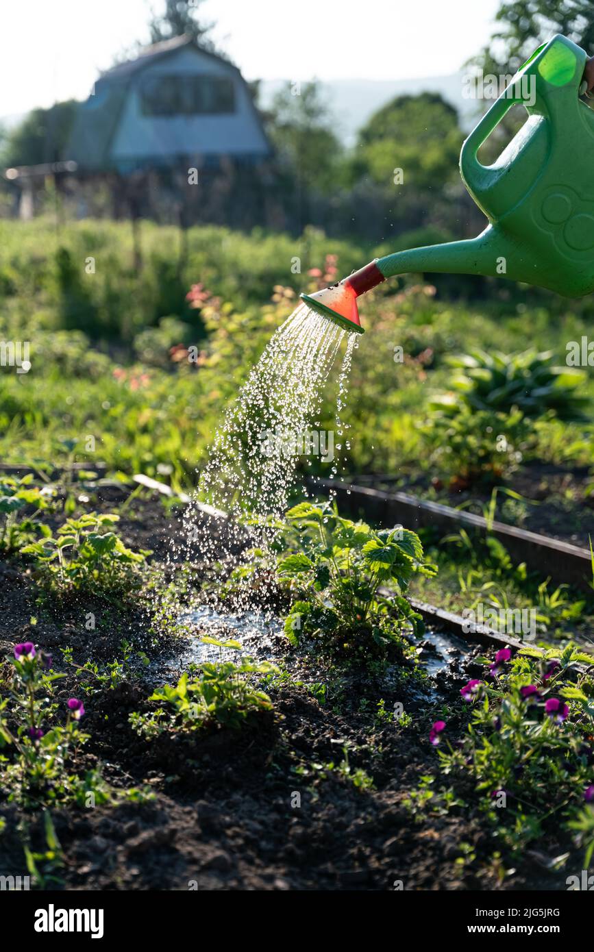 Watering can on the garden,Watering the garden at sunset,Vegetable ...
