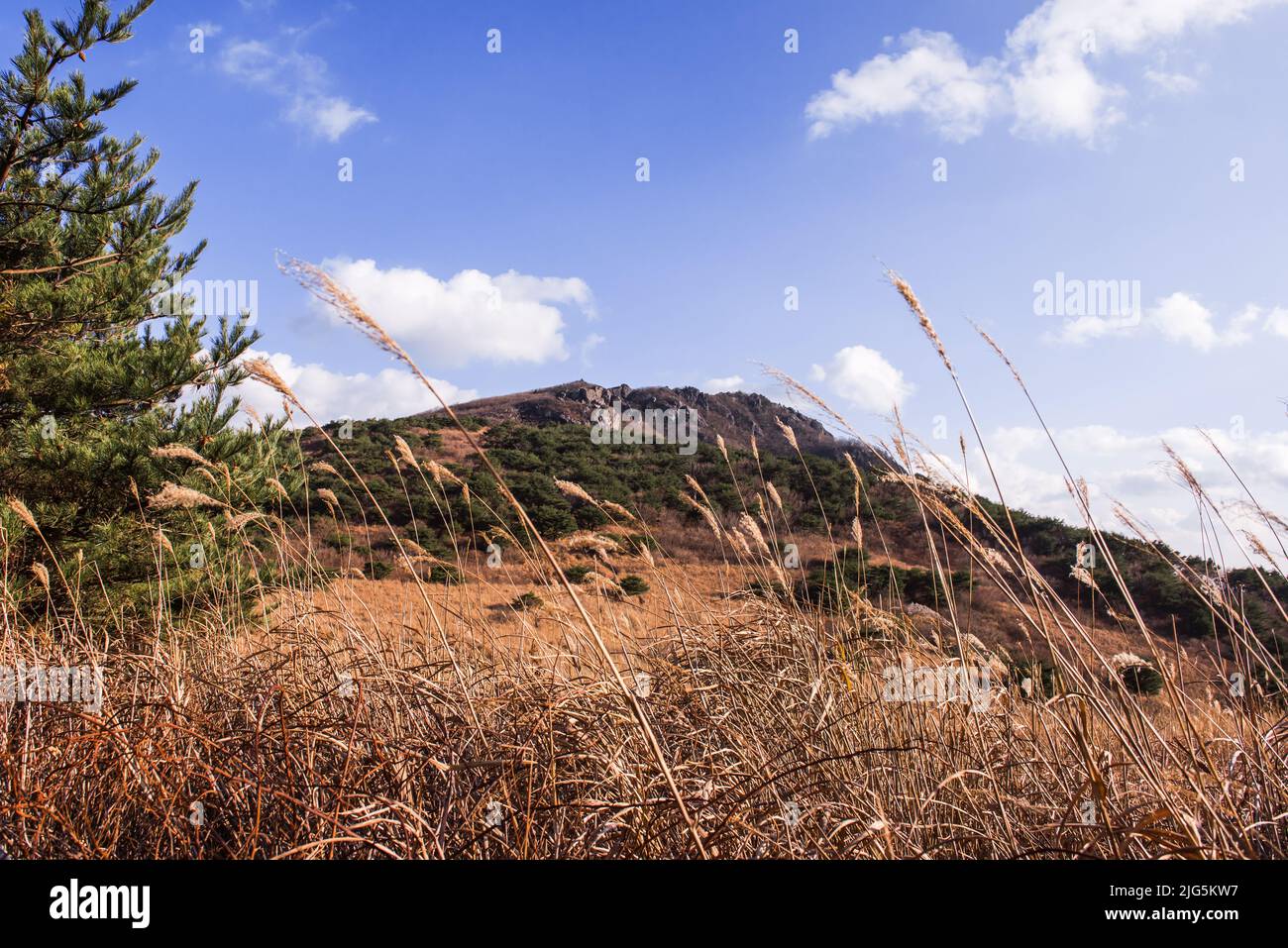 Beautiful autumn colorful red and orange tree in the mountain on the ...