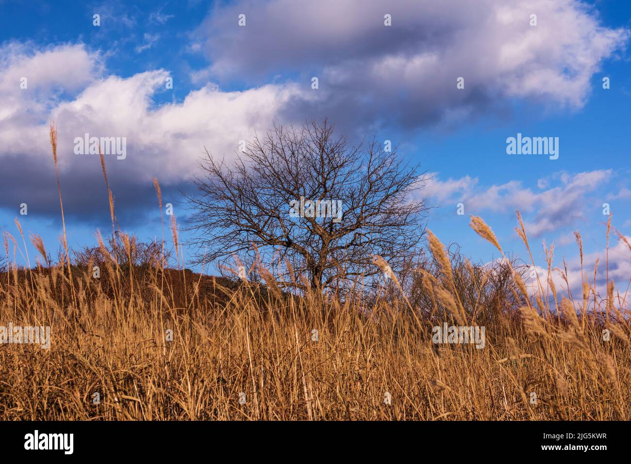 Beautiful autumn colorful red and orange tree in the mountain on the ...