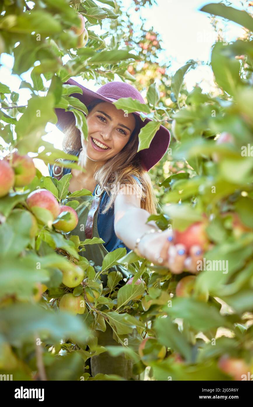 People reaching fruit on tree hi-res stock photography and images - Alamy