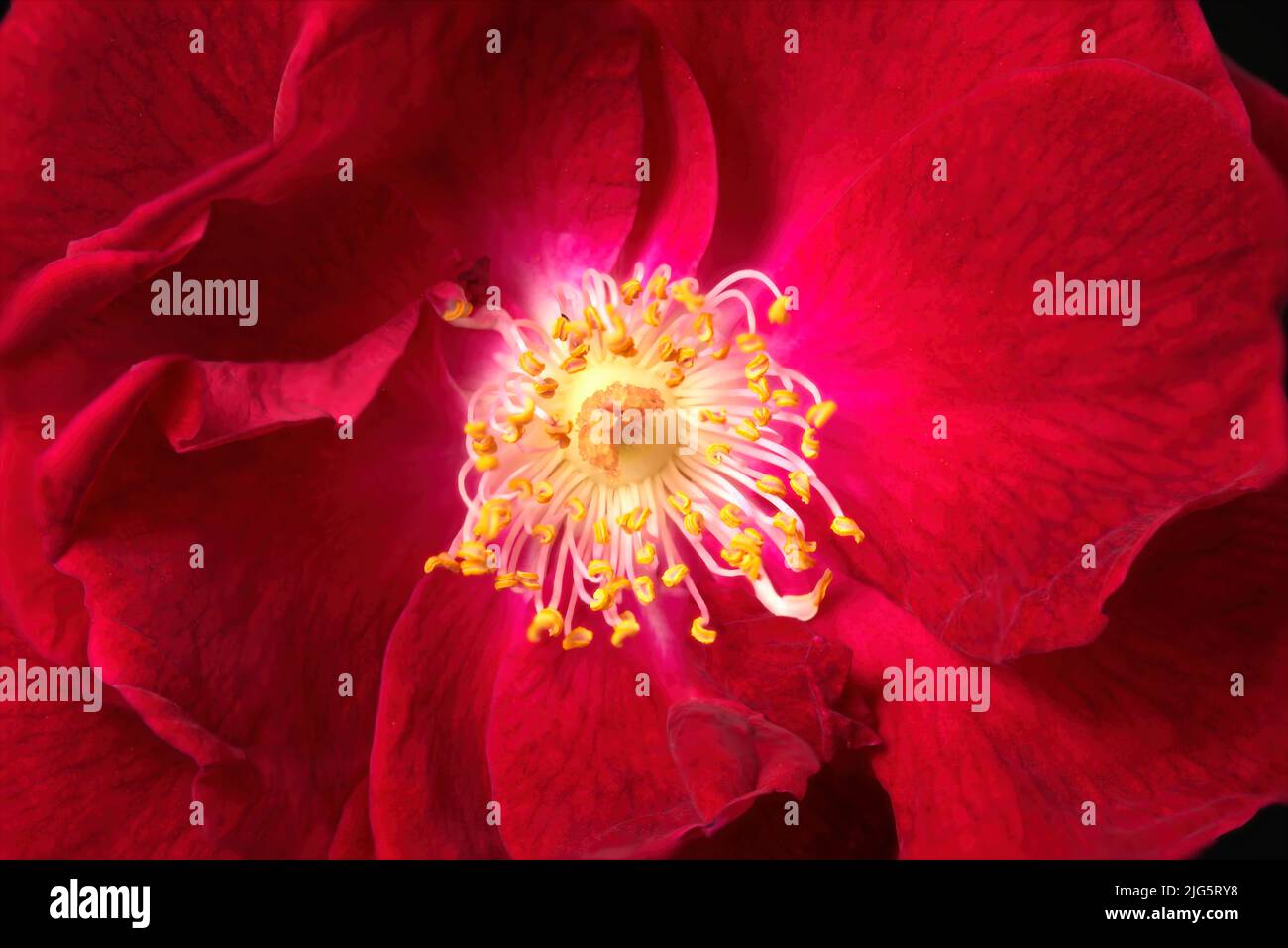 A close up photo of the inside of a pretty red rose in a studio Stock ...