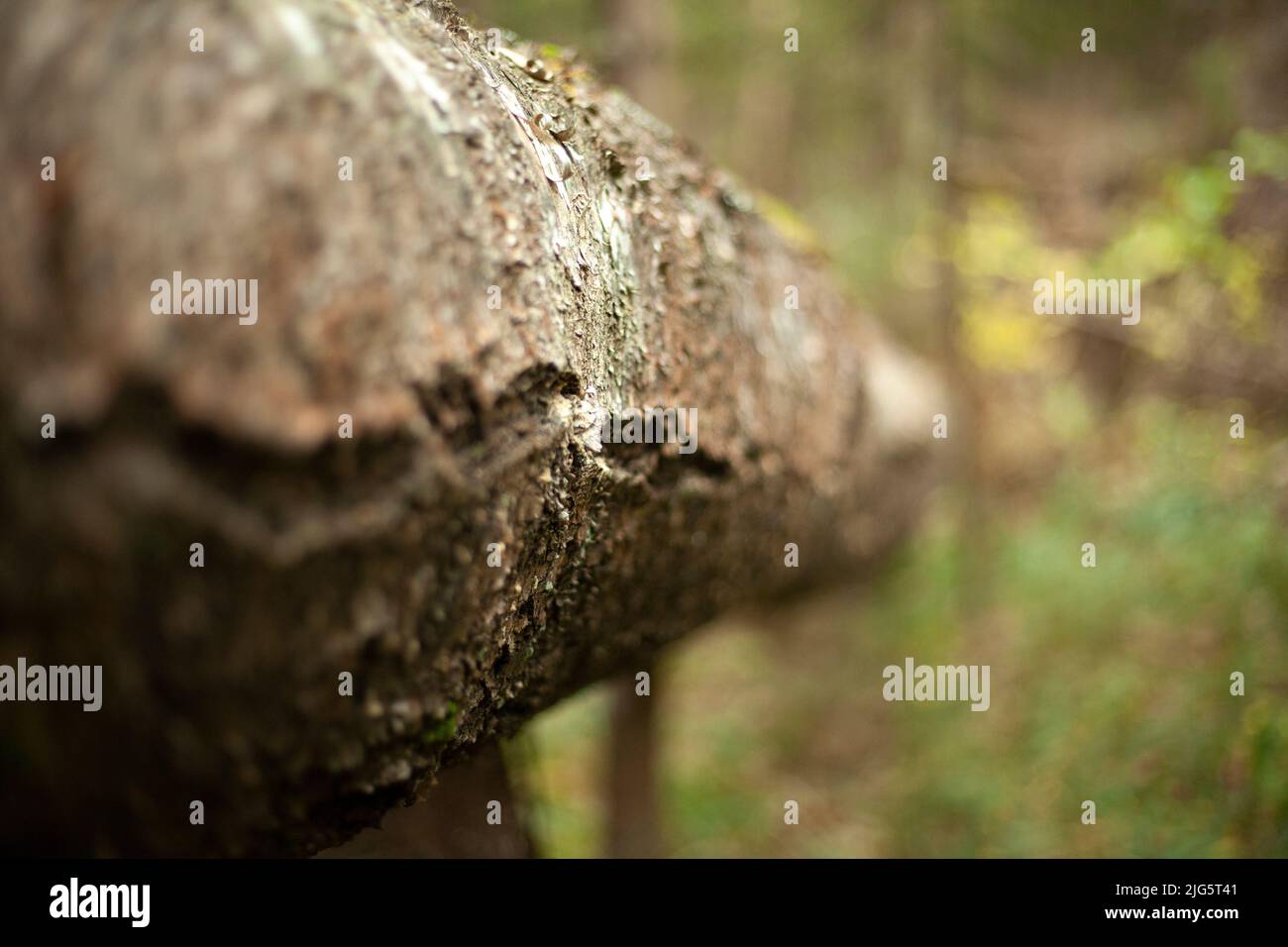 Nature in forest. Plants in autumn. Faded colors in swamp Stock Photo ...