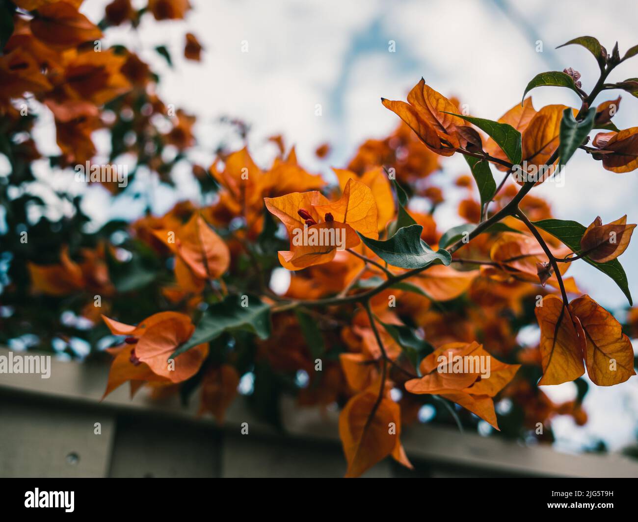Bougainvillea trees tree hi-res stock photography and images - Alamy