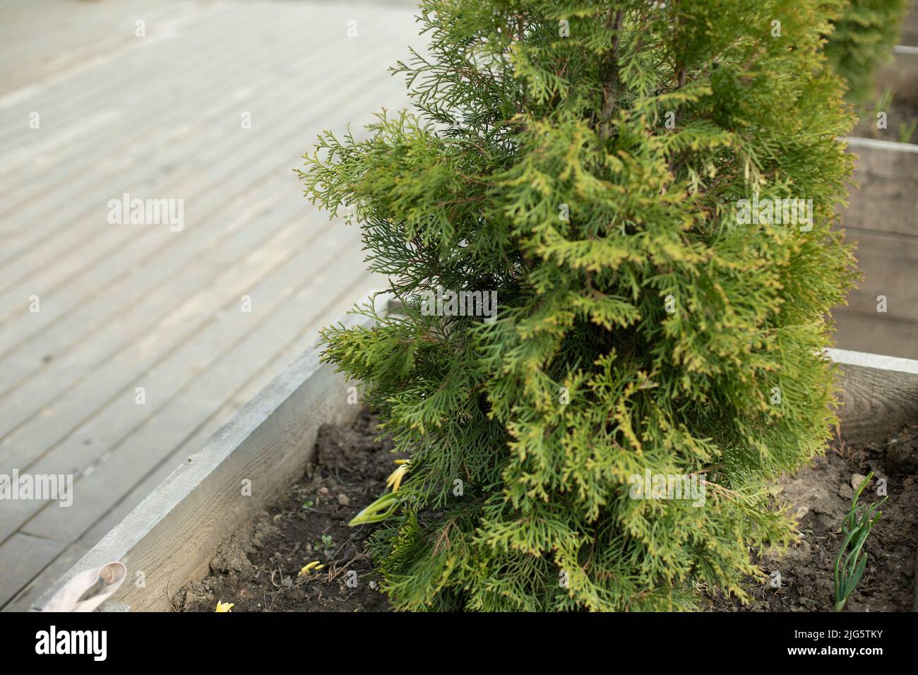 Deciduous tree in flower bed. Cultivation of coniferous plants. Spruce ...
