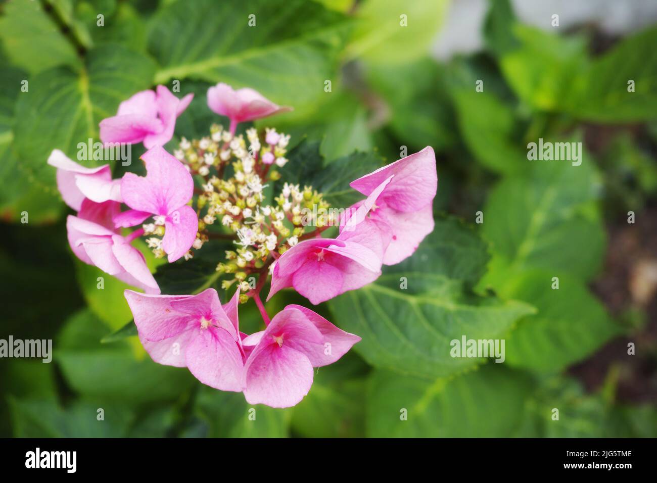 Closeup of fresh Musk mallow flower in a garden. Macro details of a ...