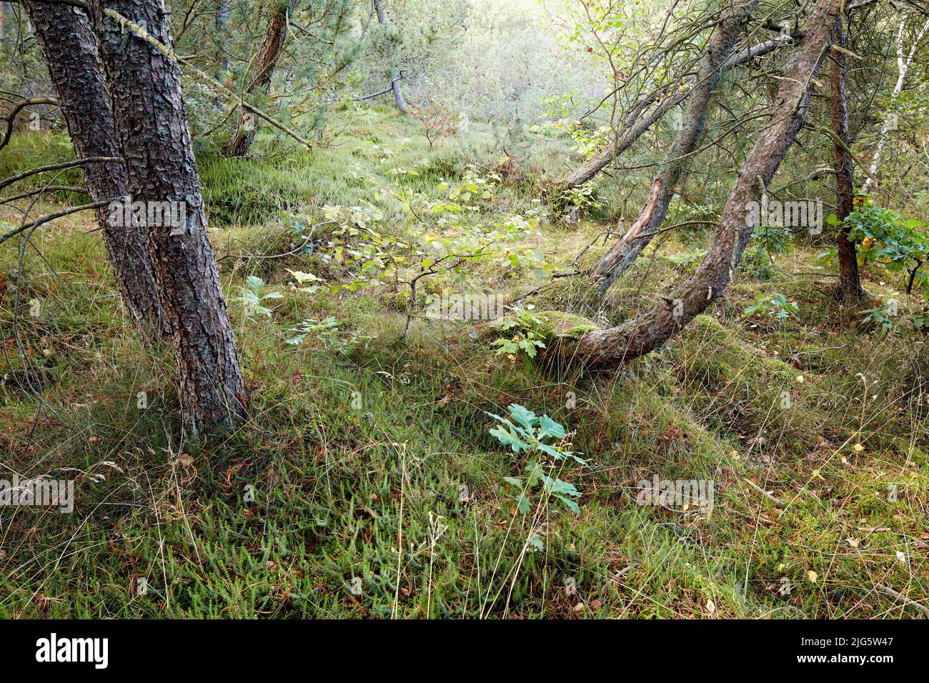 Beautiful lush green forest in the ecosystem, tall pine trees growing ...