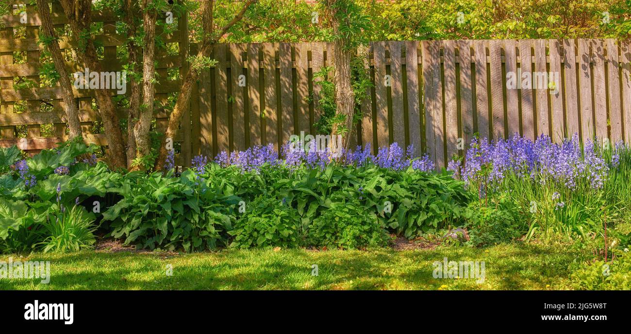 Bluebell flowers growing in a green garden in springtime with trees and ...