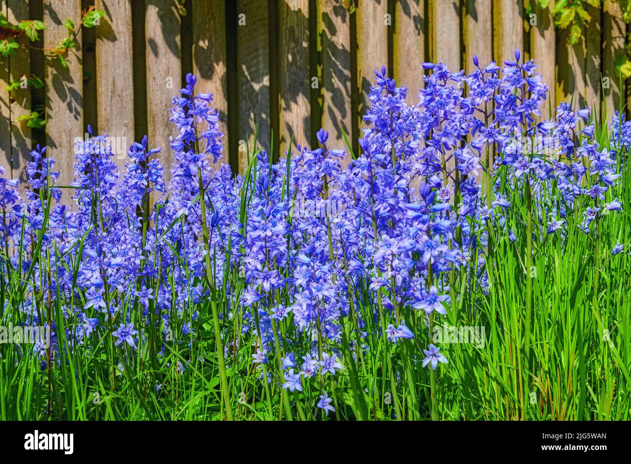 Closeup of fresh Bluebell growing in a green garden in springtime with ...