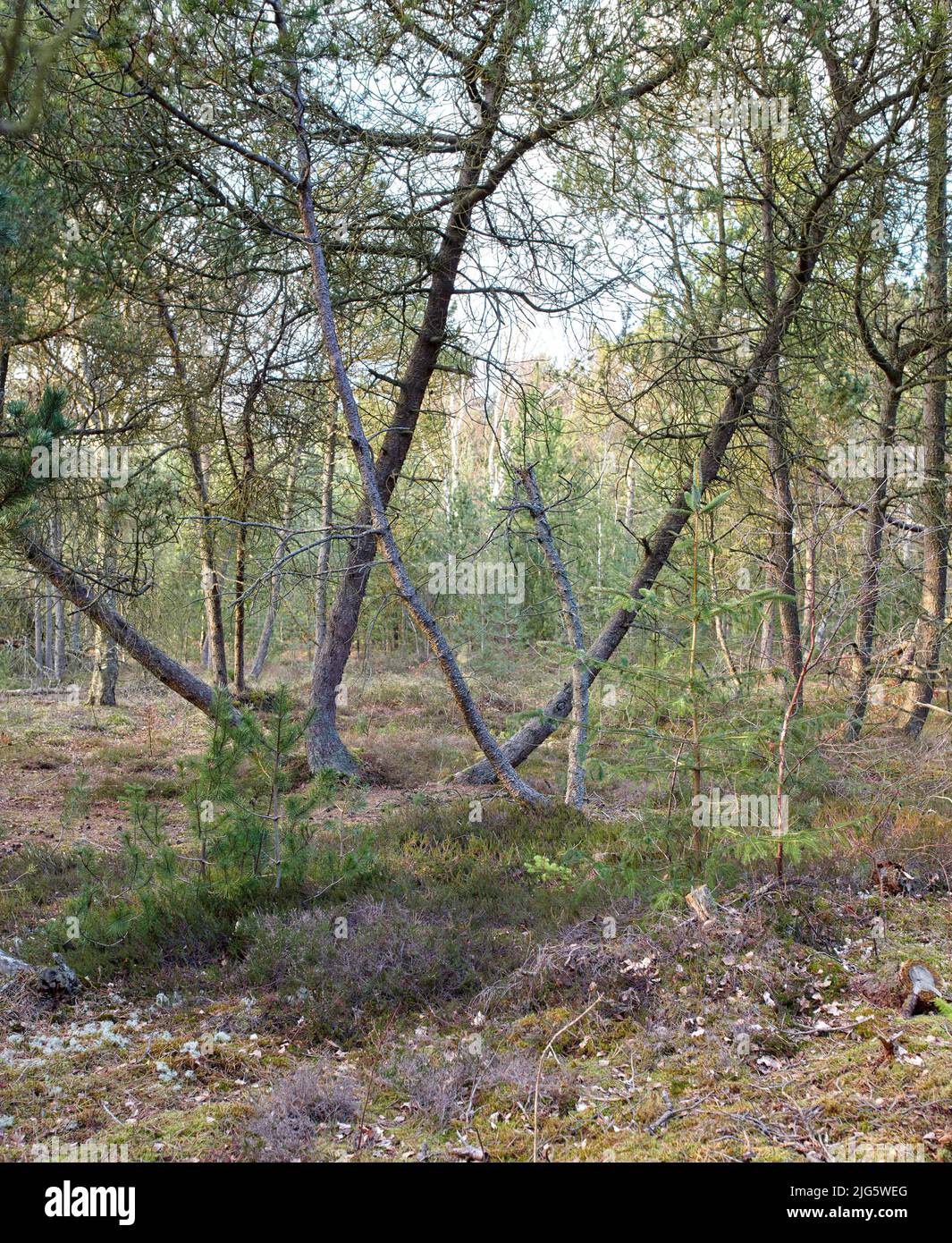 Tall trees leaning outdoors in a beautiful large forest on a summer day ...