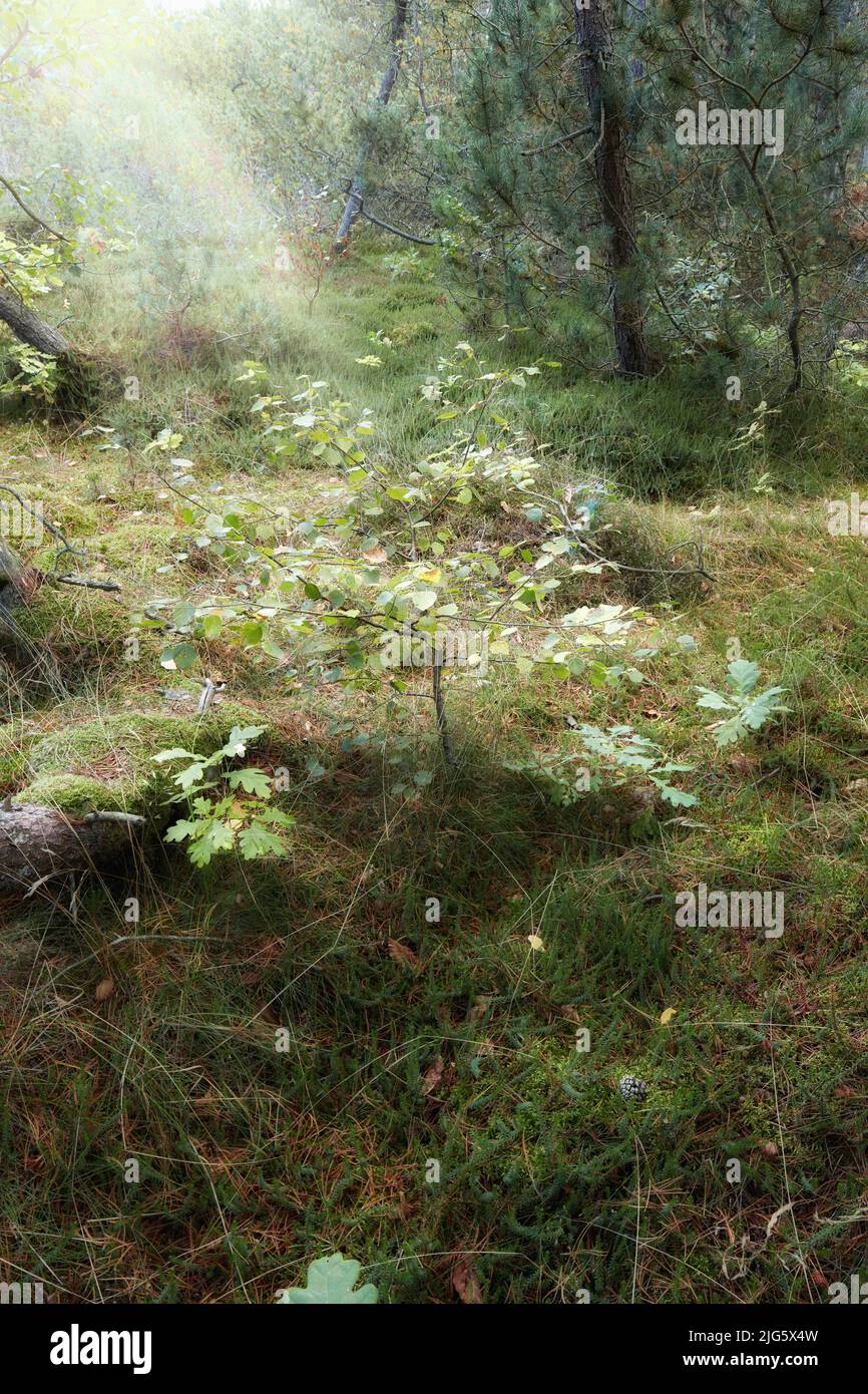 Sunbeams in a green forest early autumn. A wilderness landscape of ...