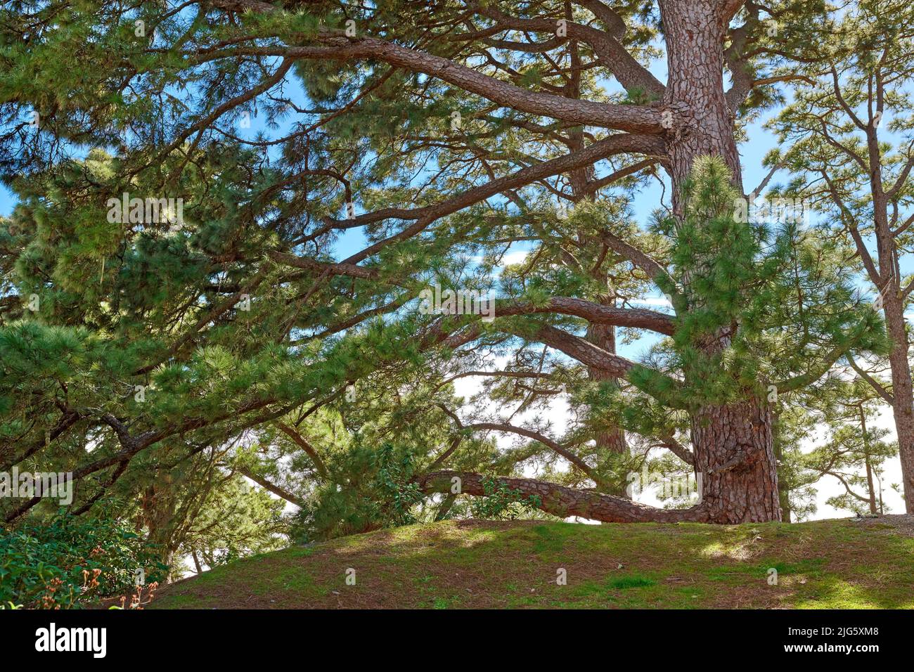 Scenic view of palm trees and blue sky with clouds and copy space in ...
