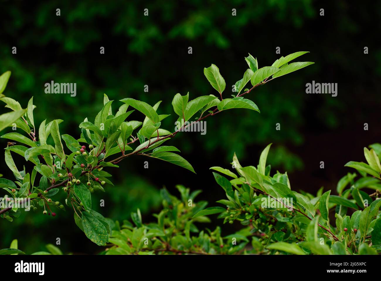 Closeup view of green garden shrubs with red berries growing outside in ...