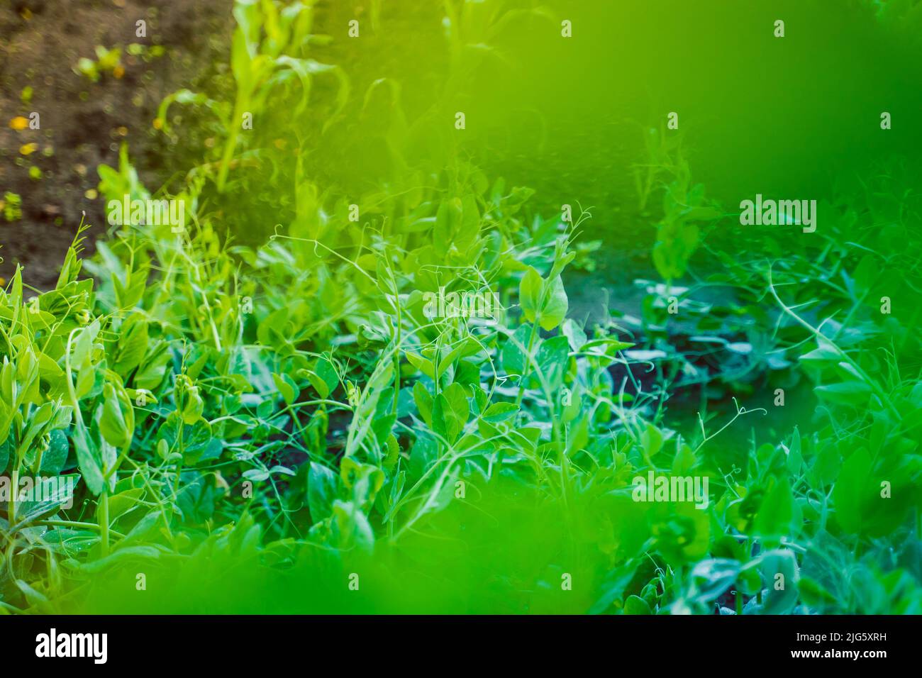 Bright saturated pea plants growing in a garden bed Stock Photo - Alamy