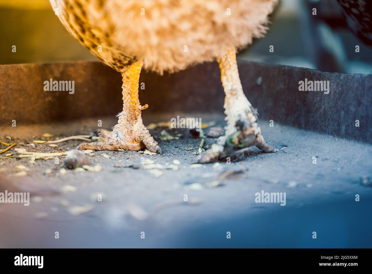 Chicken legs of a live chicken in a feeder close-up Stock Photo - Alamy