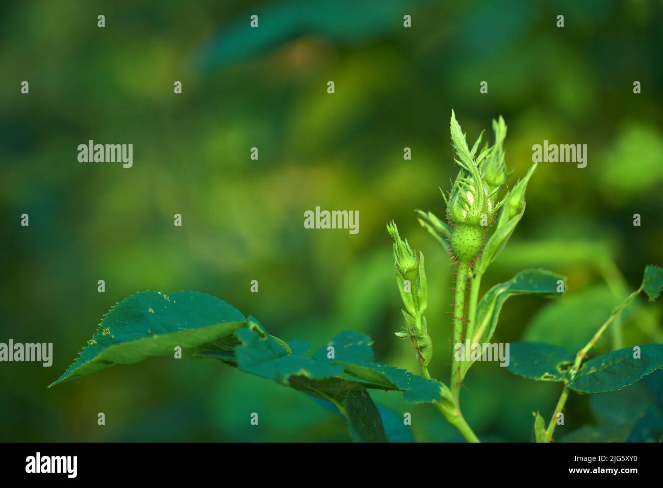 Freedom rose flower hi-res stock photography and images - Alamy