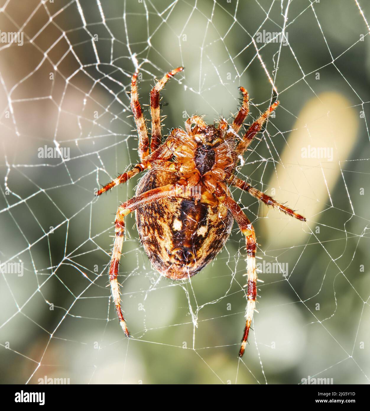 Walnut orb weaver spiders hi-res stock photography and images - Alamy
