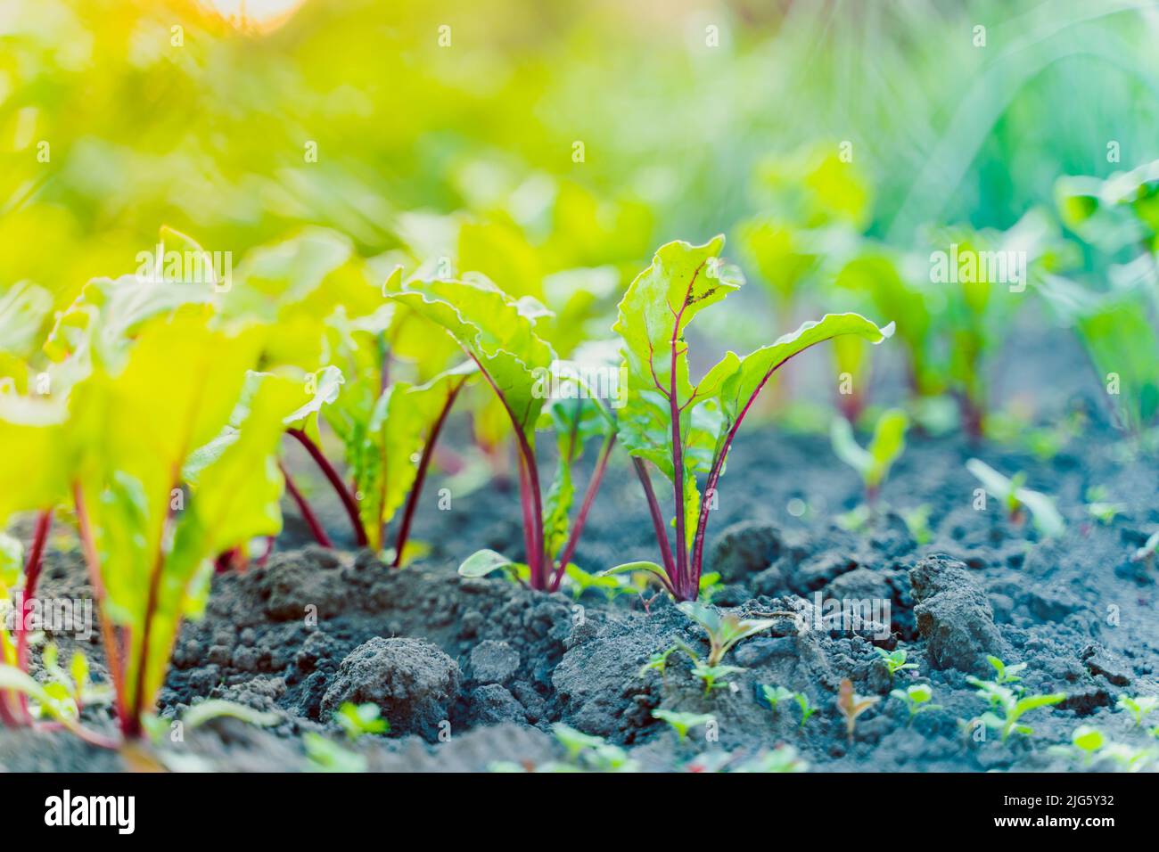 Vegetable garden bed with growing young beet roots close-up at sunrise ...