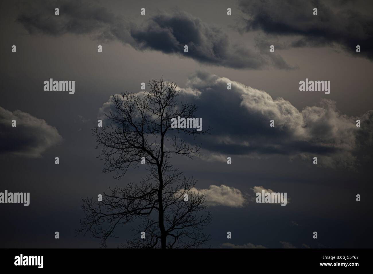 A cloud floats above a tree without leaves. Autumn landscape. Air mass ...