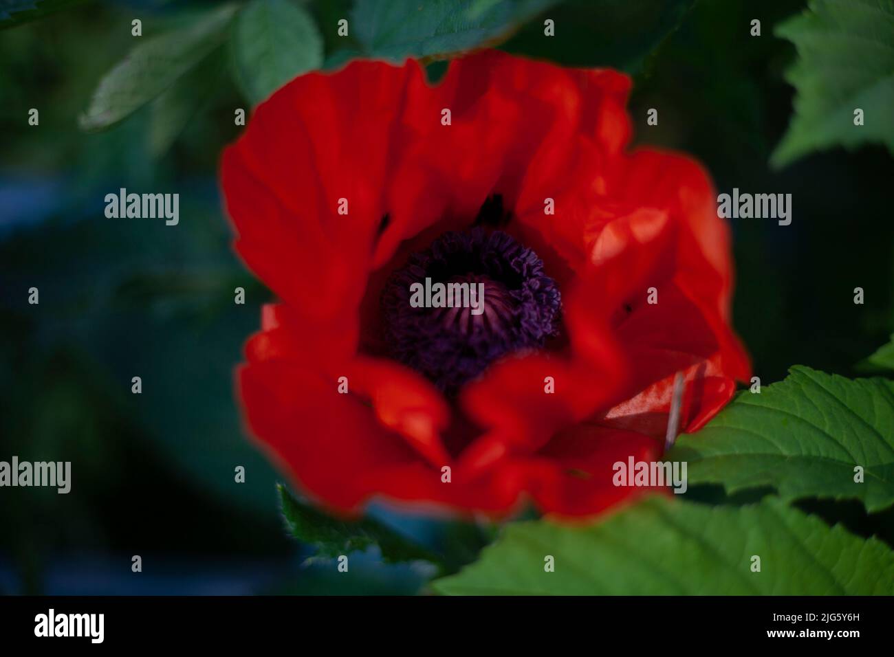 Red poppy. One poppy plant. Background is large flower petals. Garden ...