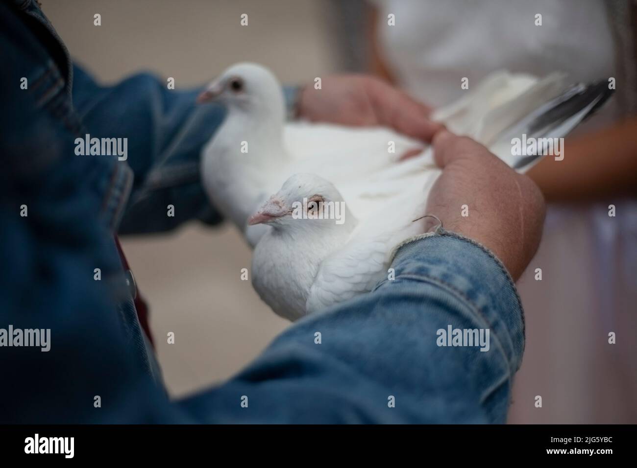 Wedding pigeons. White birds are symbol of love. Details of wedding ...