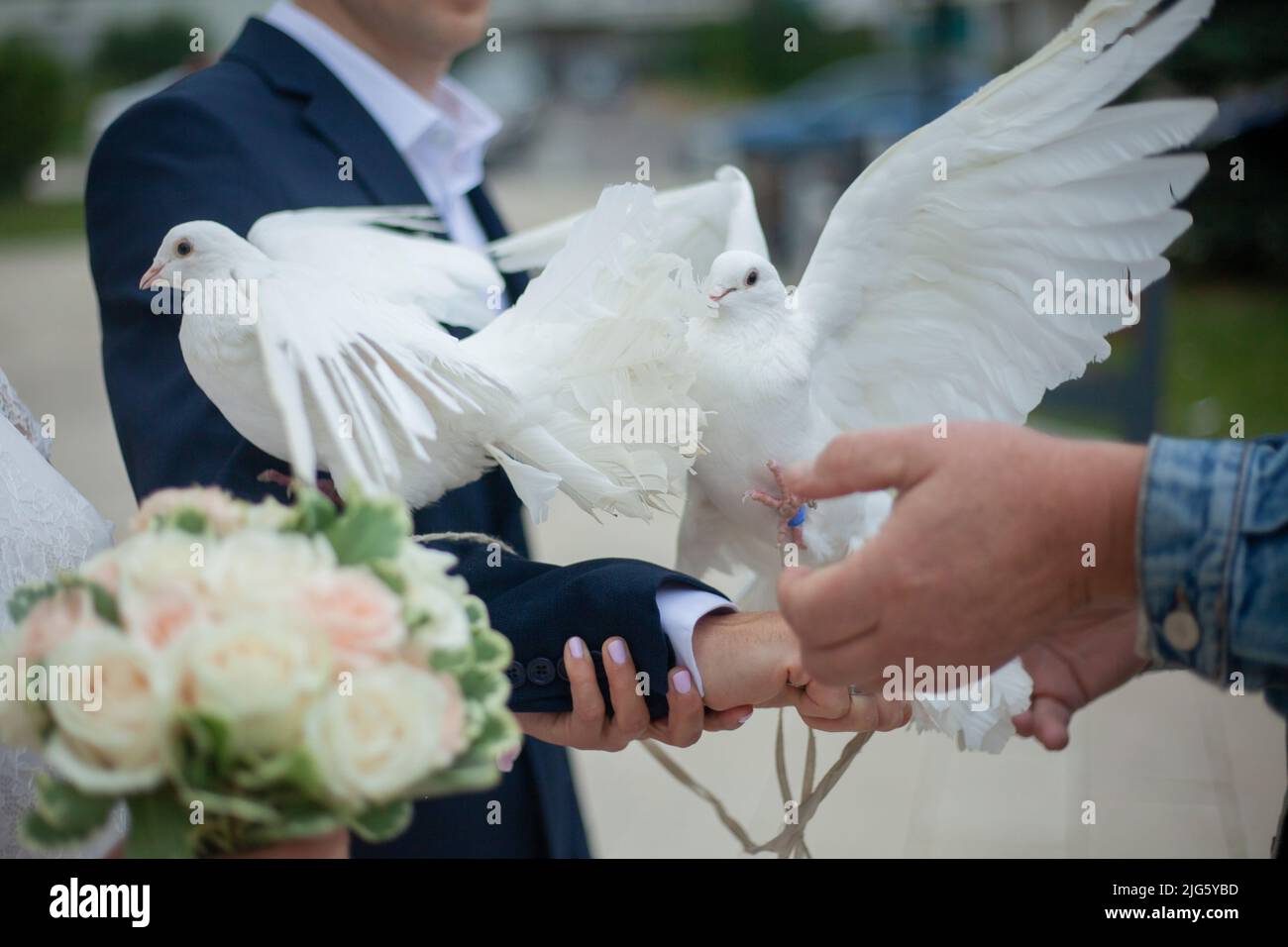Wedding pigeons. White birds are symbol of love. Details of wedding ...
