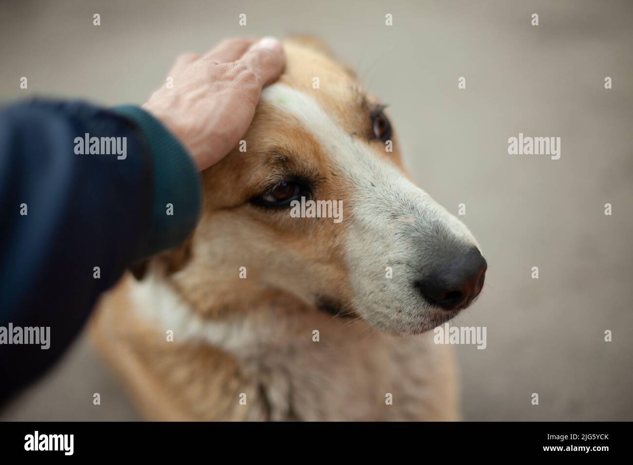 Hand on dogs head hi-res stock photography and images - Alamy