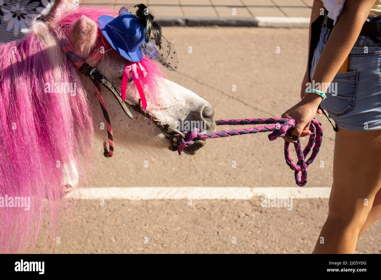 Horse in the park. Pony walk by the bridle. Horse with a hat Stock ...