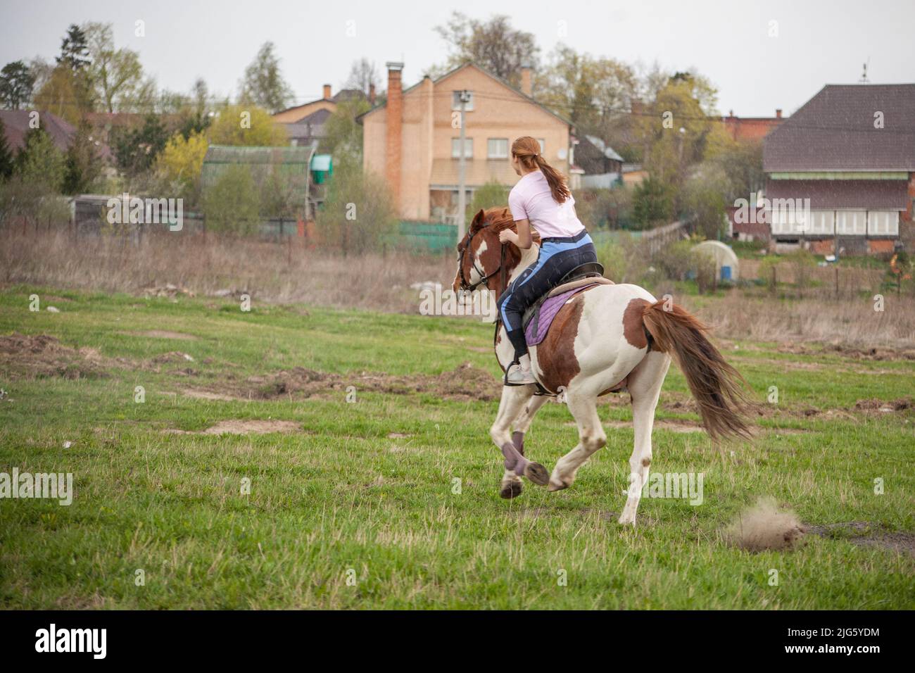 The girl goes round the horse. Lessons with horses. A woman on ...