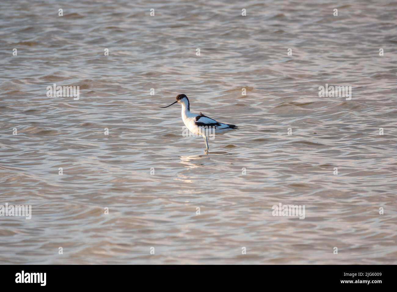 Water bird pied avocet, Recurvirostra avosetta, feeding in the lake ...