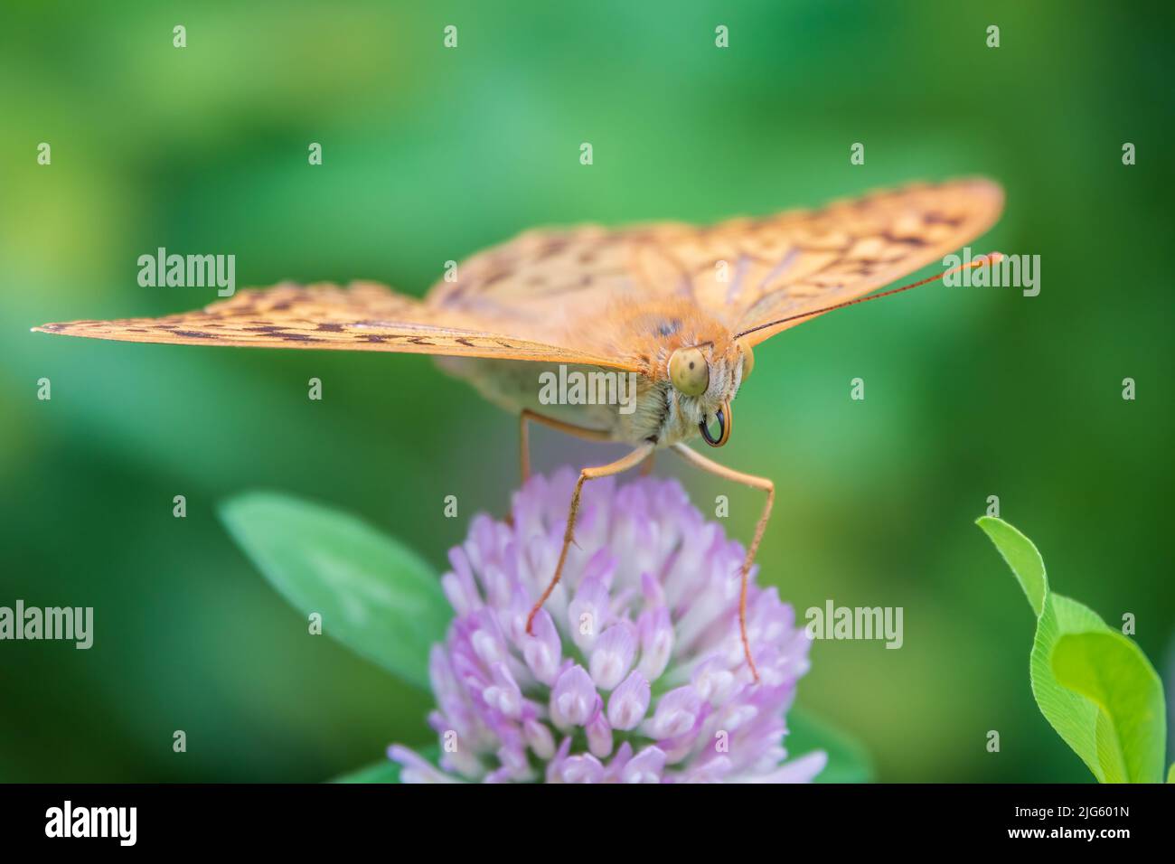The dark green fritillary butterfly collects nectar on flower. Speyeria ...