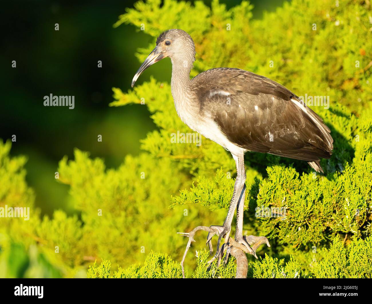 Juvenile white ibis hi-res stock photography and images - Alamy