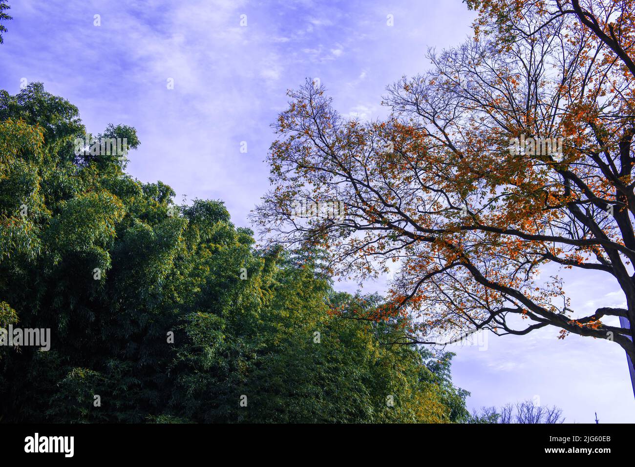Beautiful bamboo tree in the bamboo forest Stock Photo - Alamy