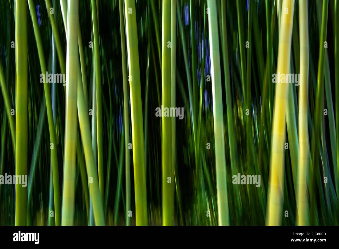 Beautiful bamboo tree in the bamboo forest Stock Photo - Alamy