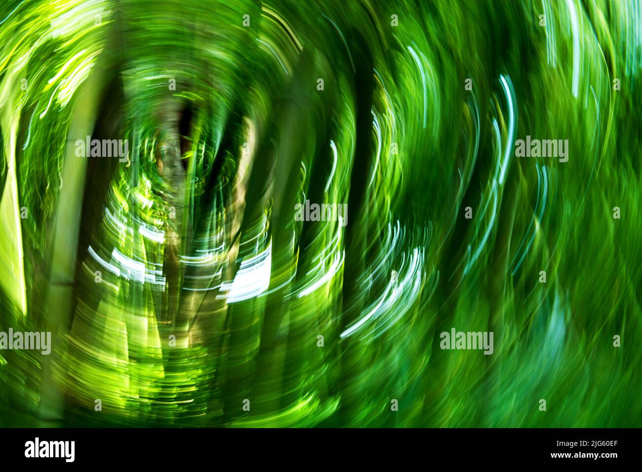 Beautiful bamboo tree in the bamboo forest Stock Photo - Alamy