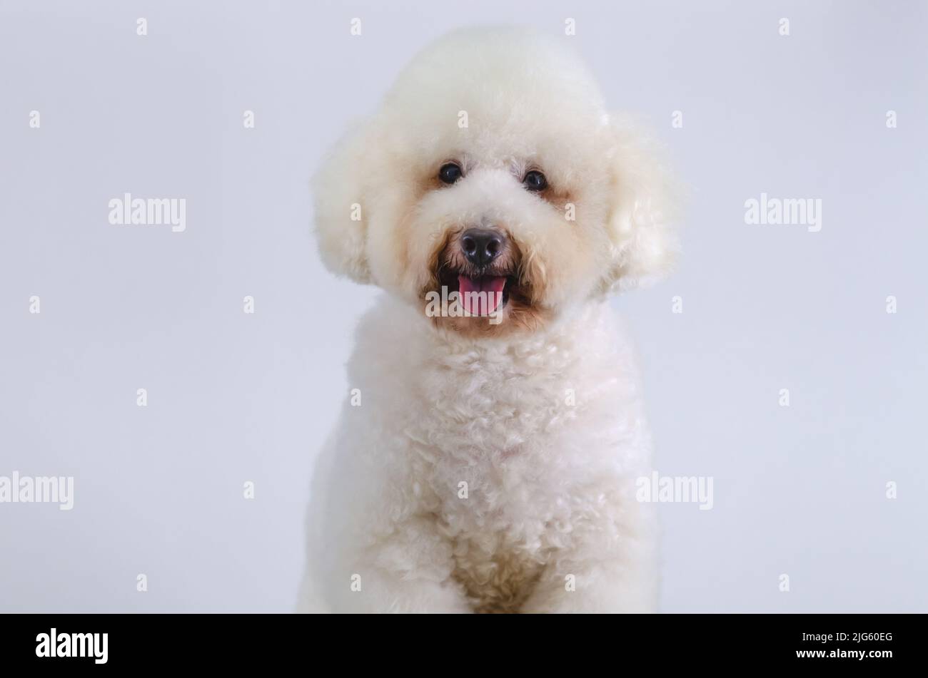 Adorable white Poodle dog smiling with happy face on white color ...
