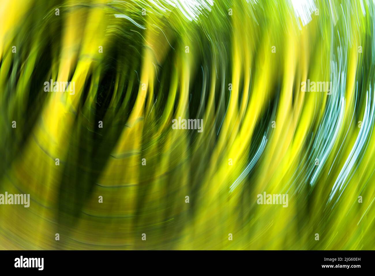 Beautiful bamboo tree in the bamboo forest Stock Photo - Alamy