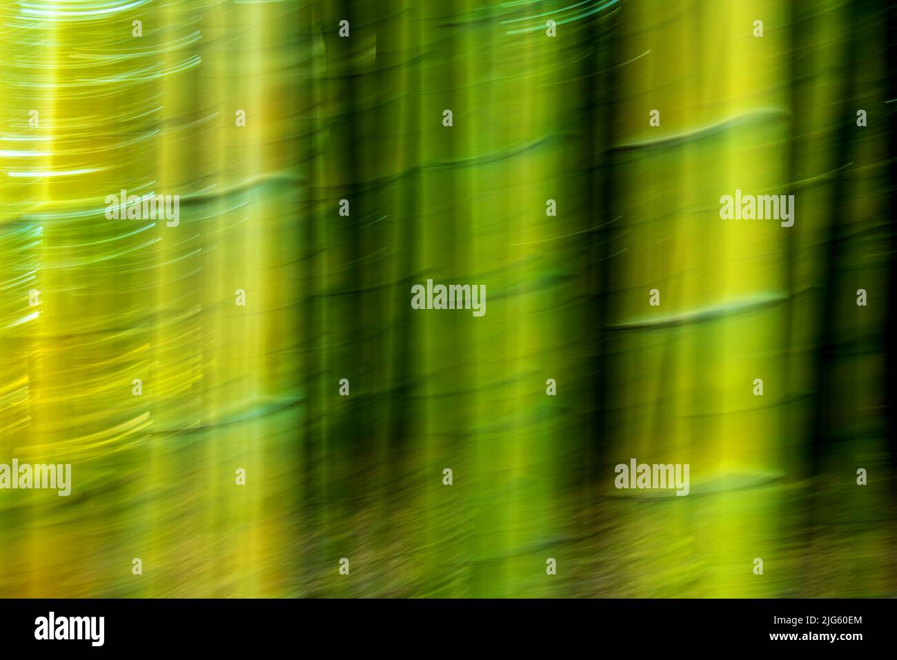 Beautiful bamboo tree in the bamboo forest Stock Photo - Alamy