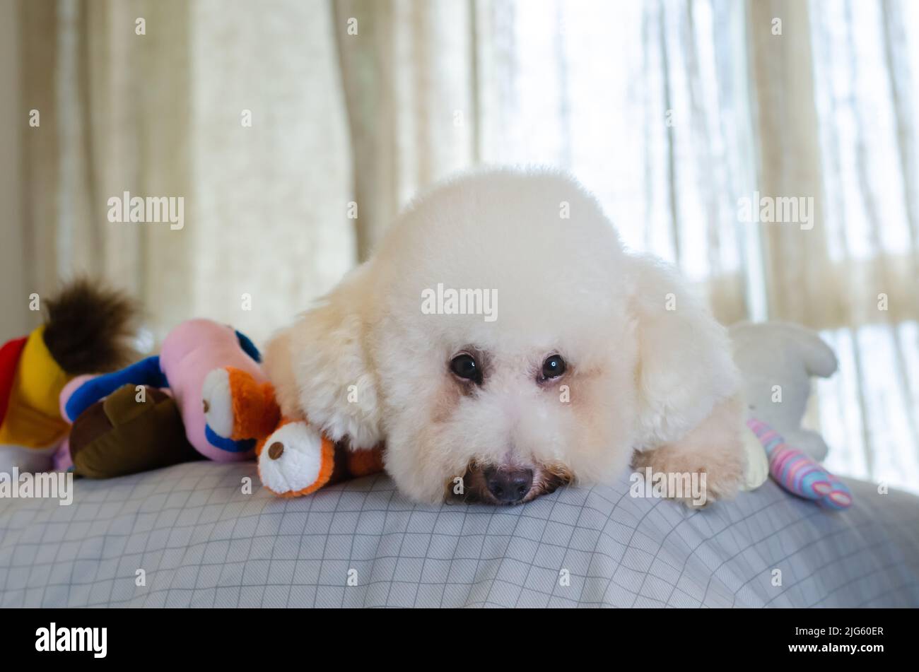 Adorable smiling and happy white Poodle dog sitting and taking many ...