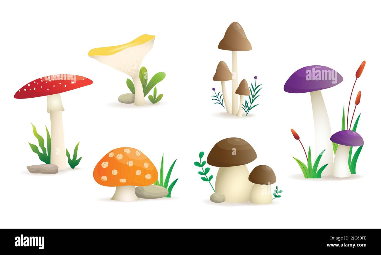 Wild mashrooms set vector illustration, isolated six types of mushrooms ...
