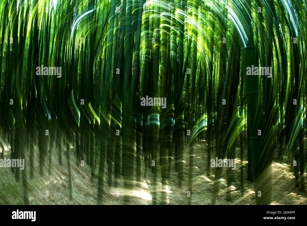 Beautiful bamboo tree in the bamboo forest Stock Photo - Alamy