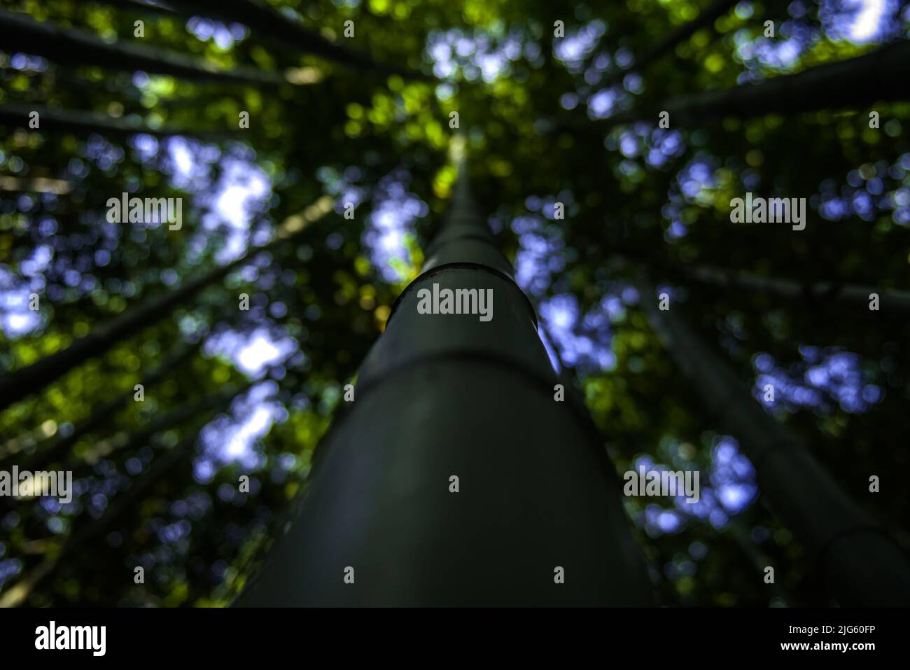 Beautiful bamboo tree in the bamboo forest Stock Photo - Alamy