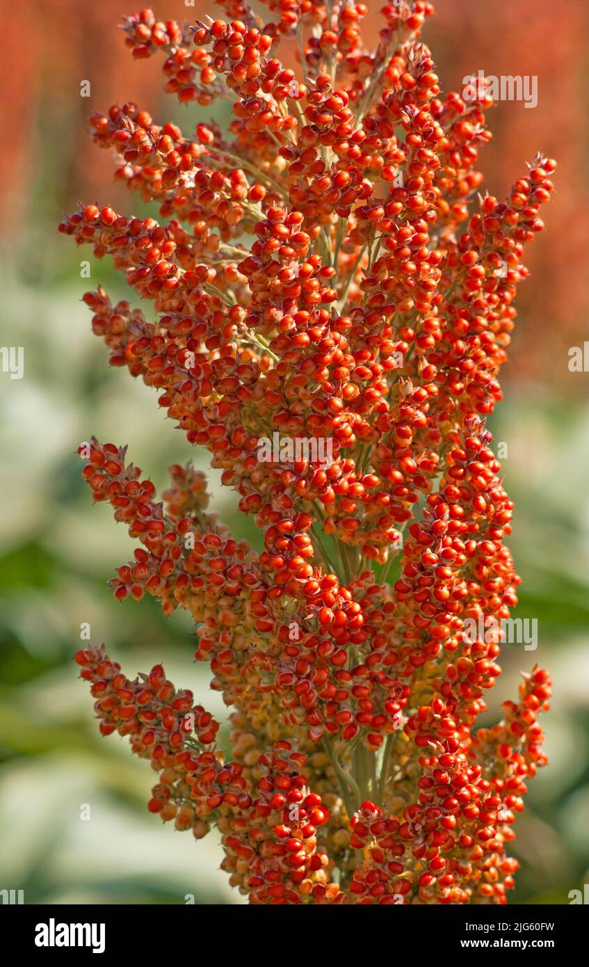 Sorghum seed head Stock Photo - Alamy