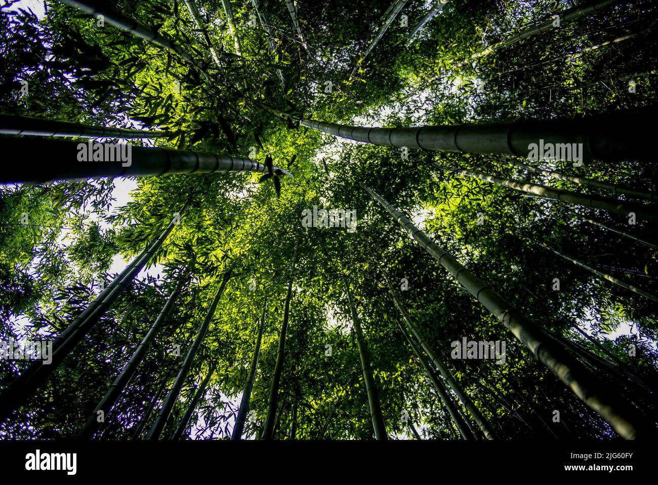 Beautiful bamboo tree in the bamboo forest Stock Photo - Alamy