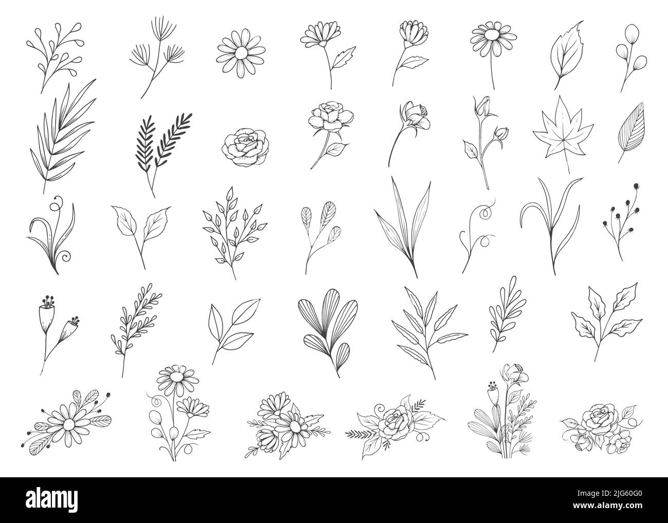 Wildflower botanical collection with outline style, hand drawn ...