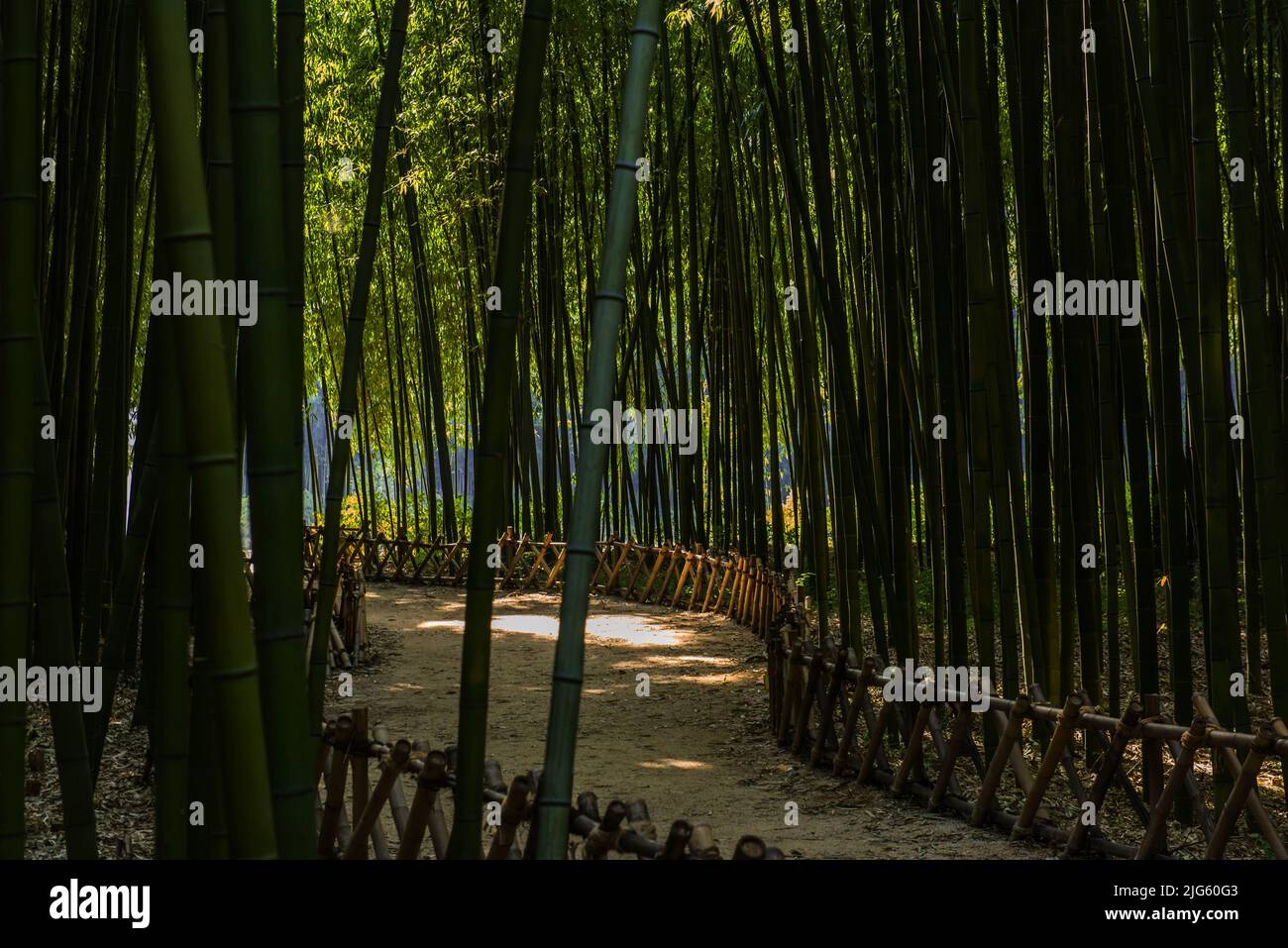 Beautiful bamboo tree in the bamboo forest Stock Photo - Alamy