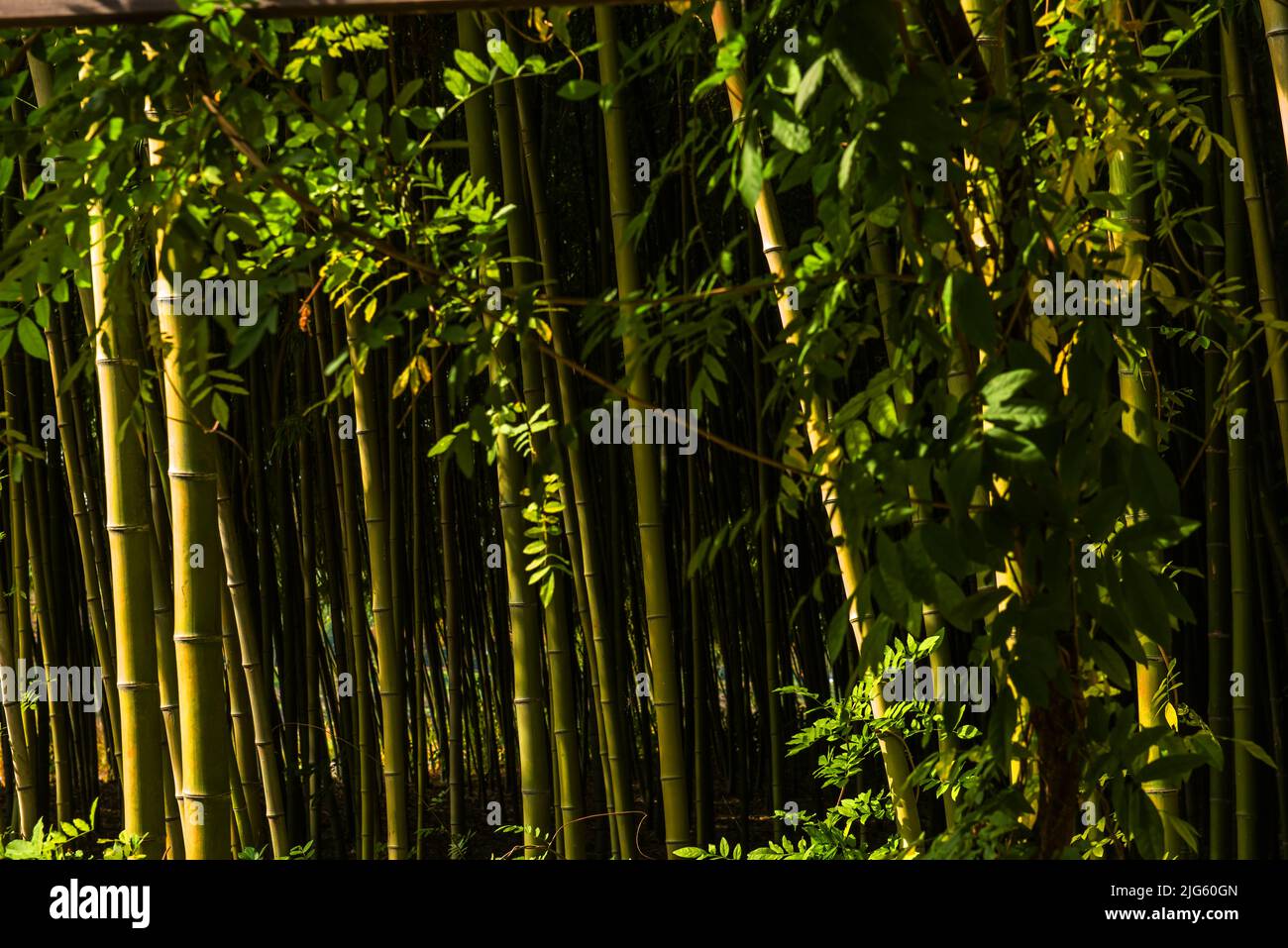 Beautiful bamboo tree in the bamboo forest Stock Photo - Alamy